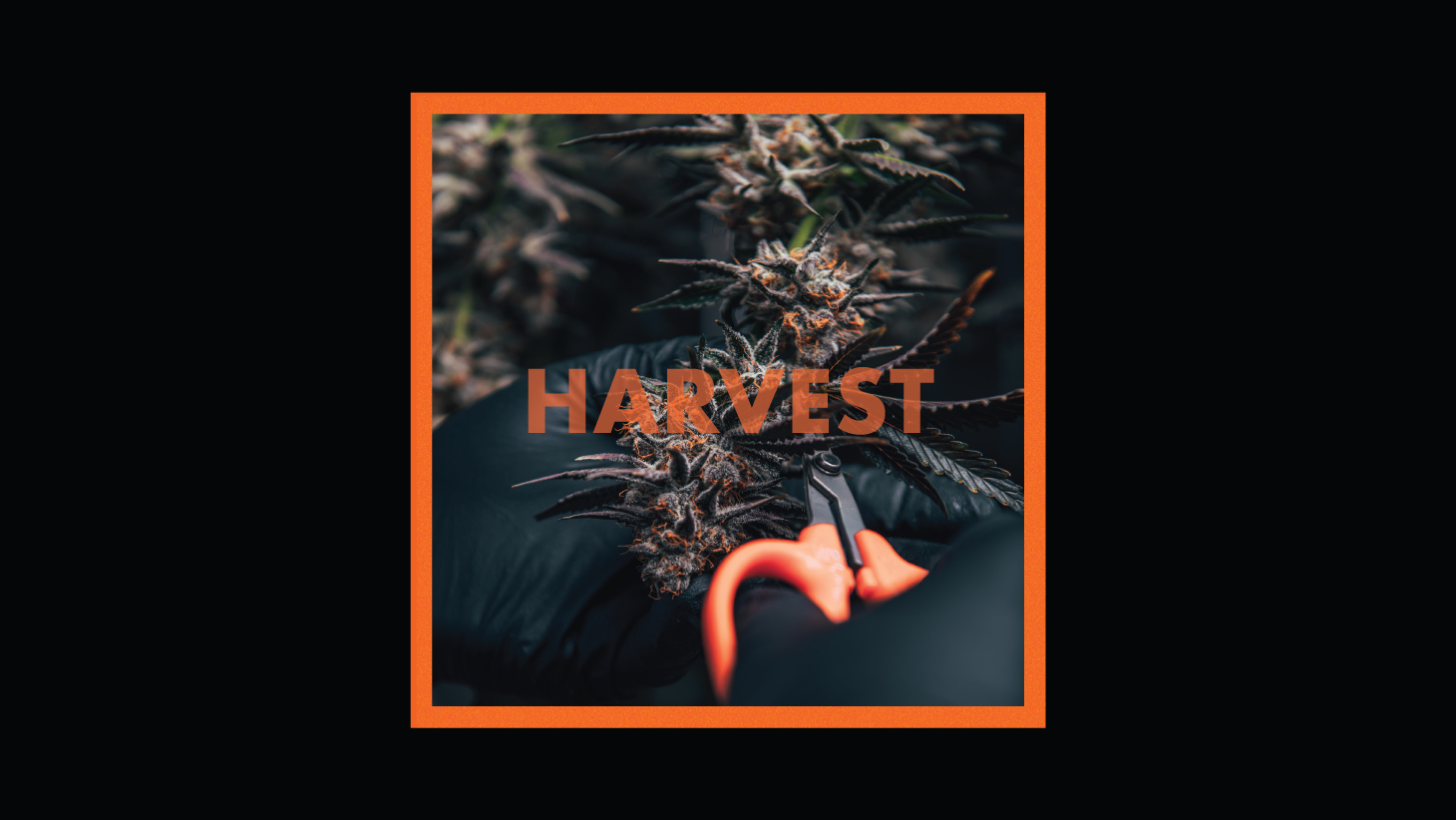 Heat Stress: Signs that your Cannabis Plant is Overheating - Pristine Seeds